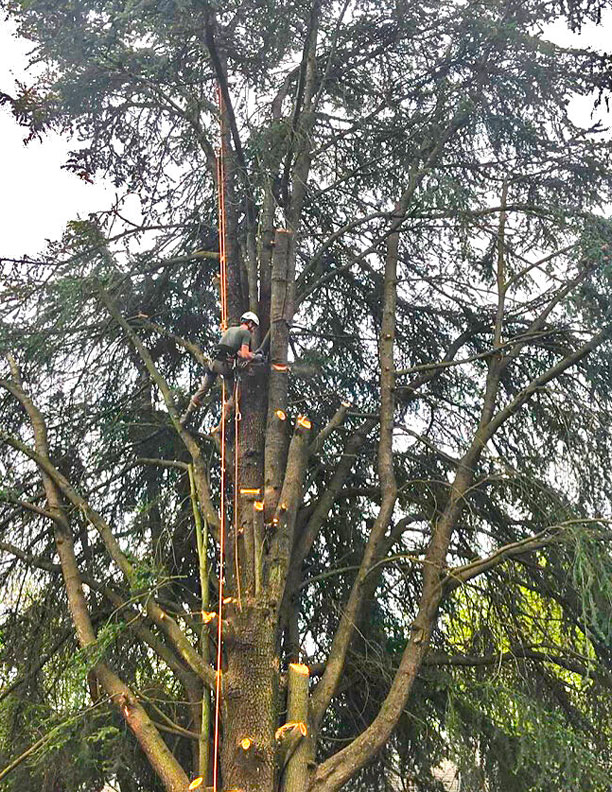 Gallery | Ash Tree Enterprises in Tigard, OR