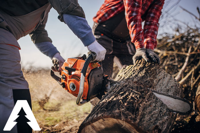 Tree Service Tigard, OR | Arborist Sherwood & More