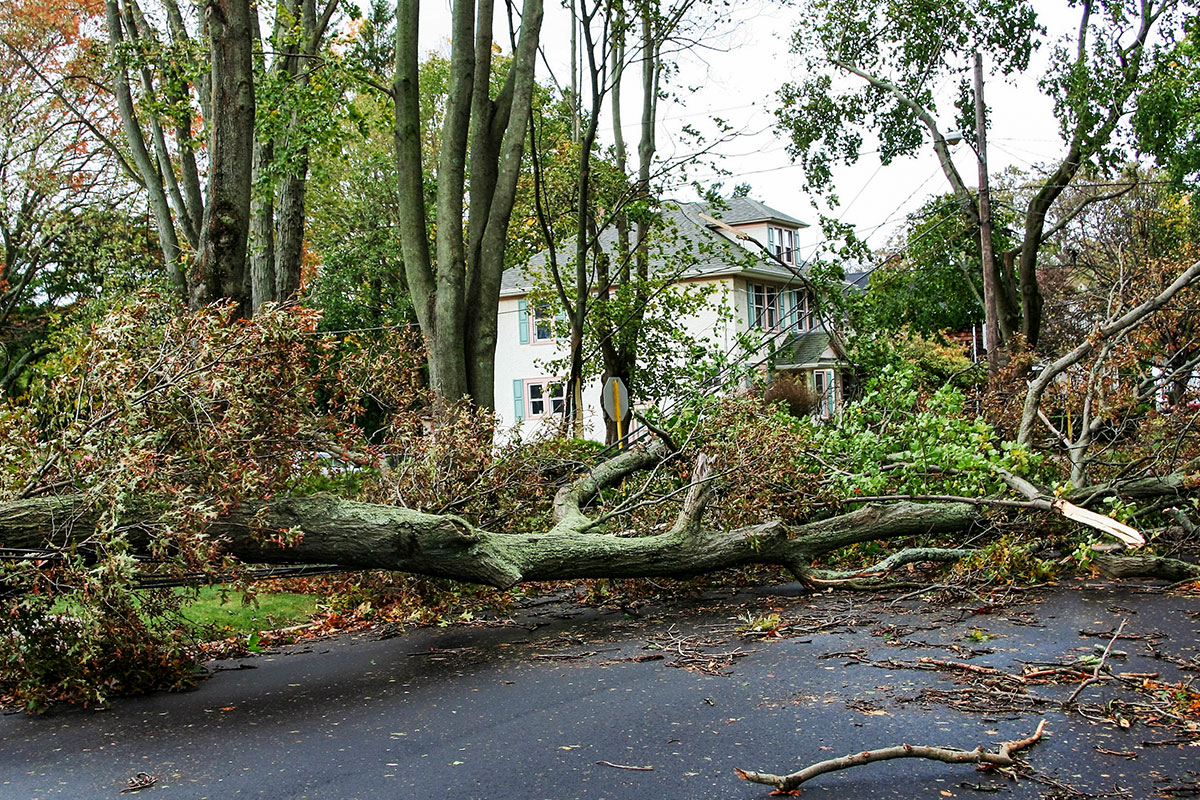 Storm Damage in Tigard, OR | Ash Tree Enterprises
